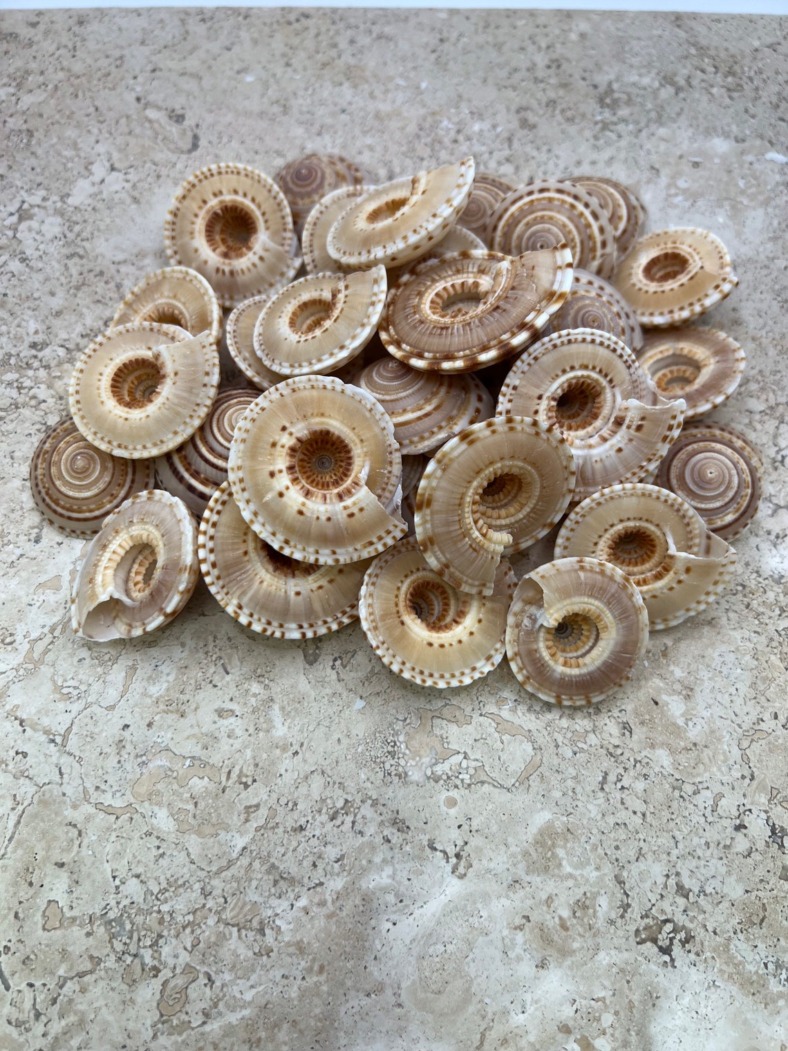 Perspective Sundial Shell Sundial Shell Beach Decor - Etsy