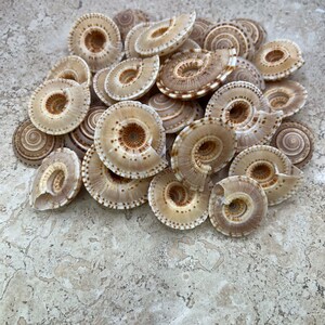 Perspective Sundial Shell, Sundial Shell, Beach Decor, Nautical Theme ...