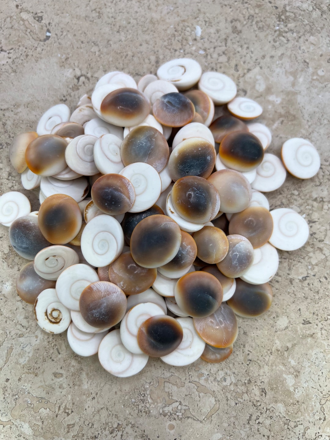 Red Cats Eye Shell, Beach Decor, Beach Wedding, Nautical Theme, Home ...