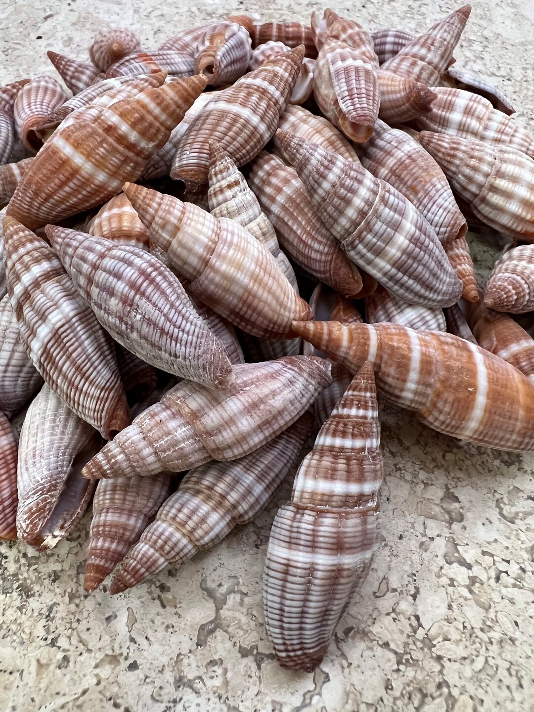Miter Shell , Specimen Shell, Unique Shell, Unusual Sea Shell, Beach ...