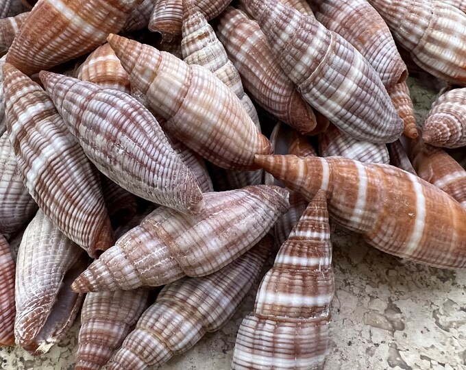 Miter Shell , Specimen Shell, Unique Shell, Unusual Sea Shell, Beach ...