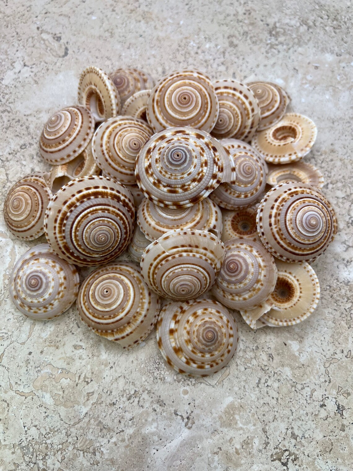 Perspective Sundial Shell Sundial Shell Beach Decor - Etsy