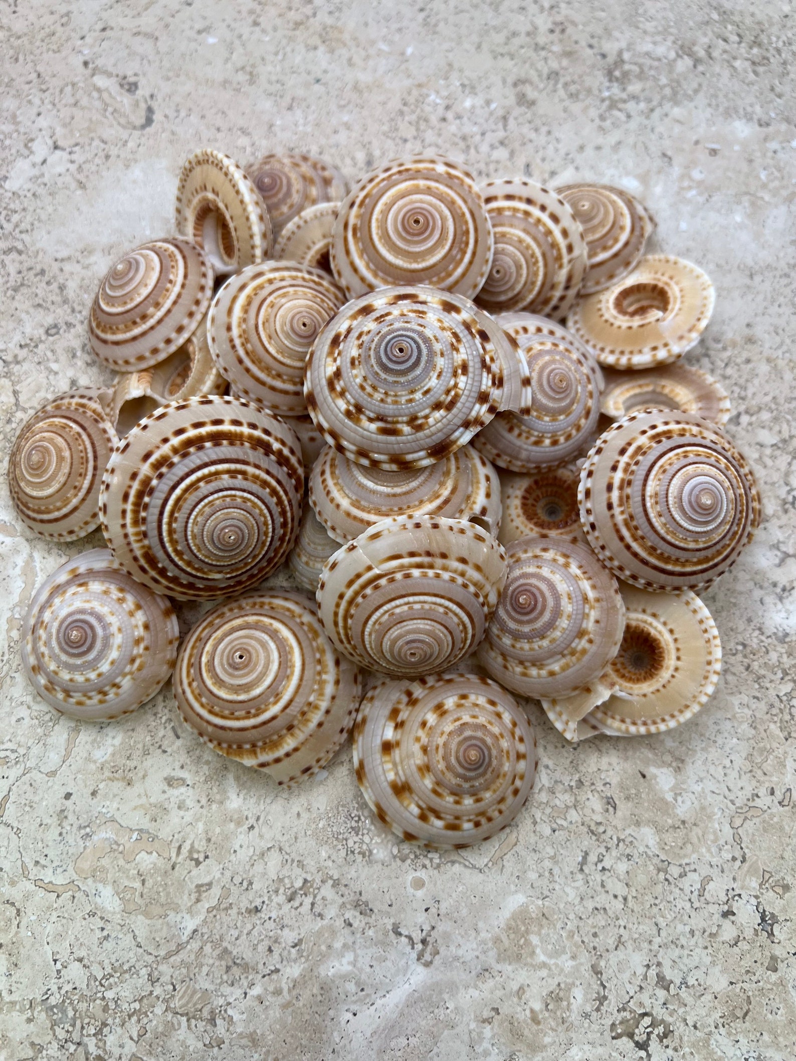 Perspective Sundial Shell Sundial Shell Beach Decor - Etsy