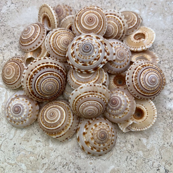 Sundial Shells - Etsy