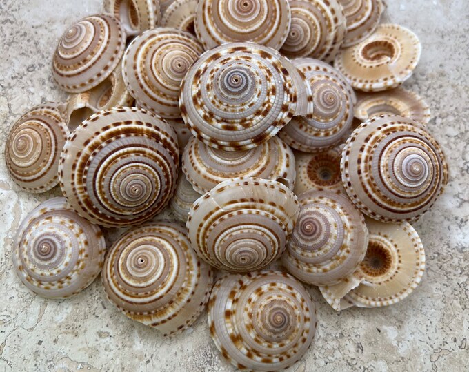 Perspective Sundial Shell, Sundial Shell, Beach Decor, Nautical Theme ...