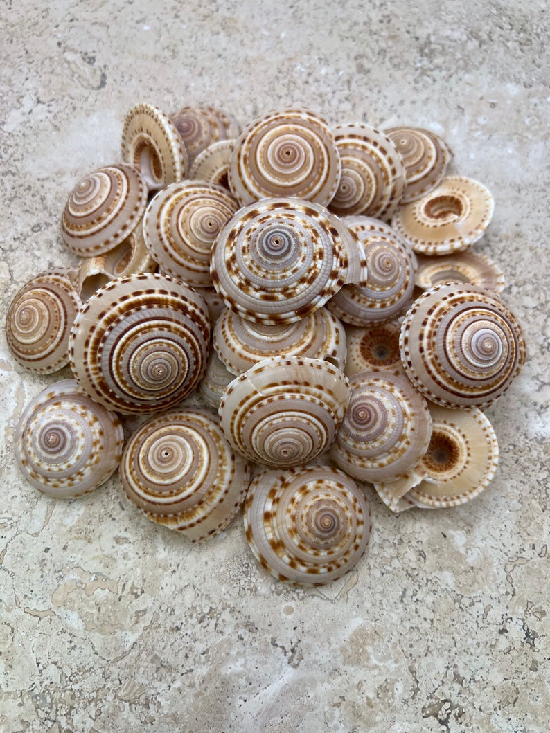 Perspective Sundial Shell Sundial Shell Beach Decor - Etsy