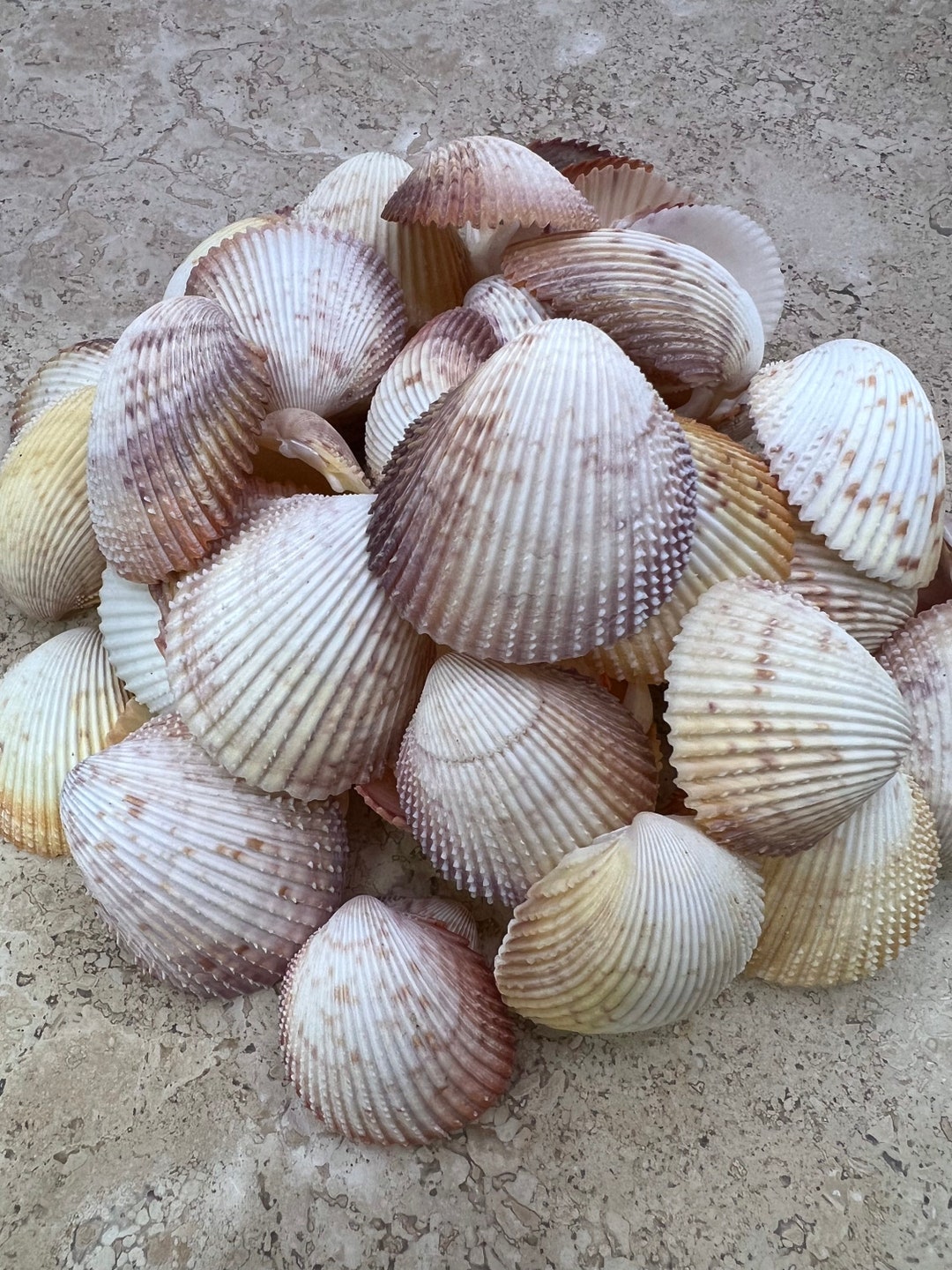 Haitian Rose Cockle Shells, Strawberry Cockle Shells, Craft Shells ...