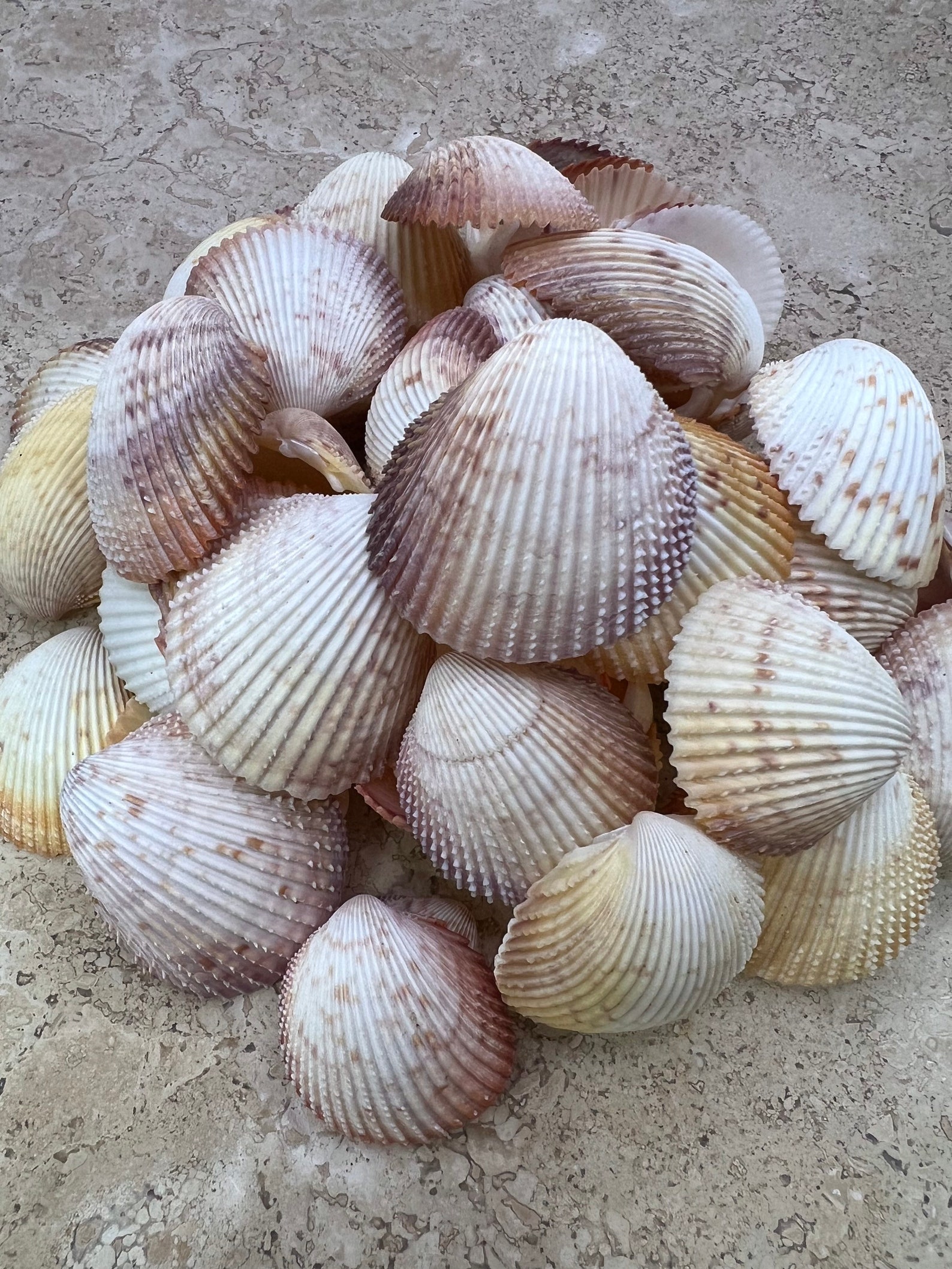 Haitian Rose Cockle Shells Strawberry Cockle Shells Craft - Etsy