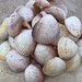 Haitian Rose Cockle Shells, Strawberry Cockle Shells, Craft Shells ...