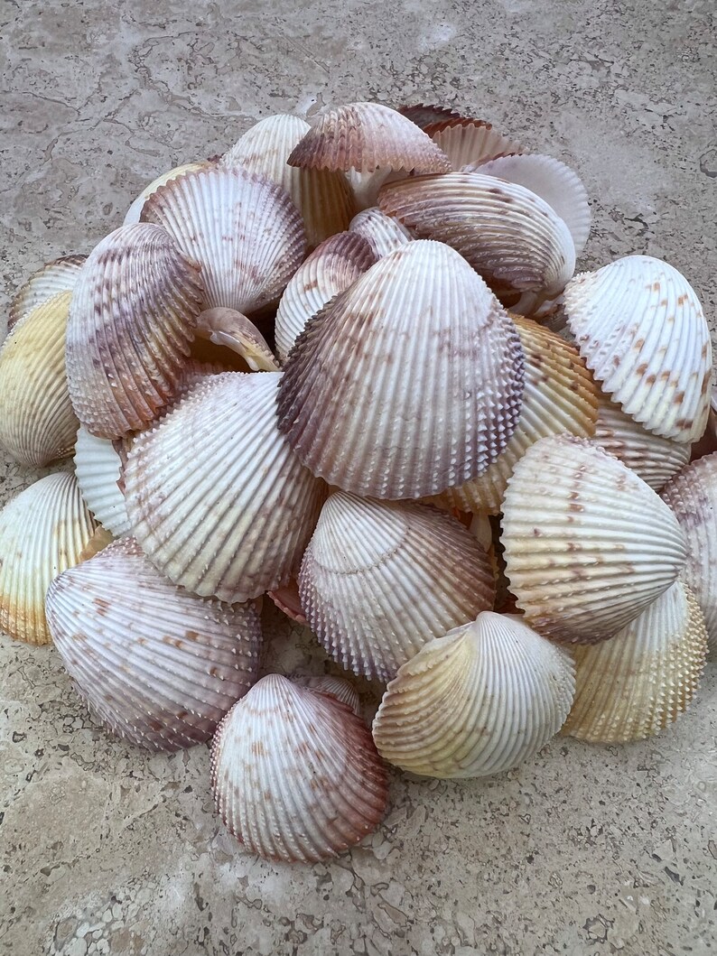 Haitian Rose Cockle Shells Strawberry Cockle Shells Craft - Etsy