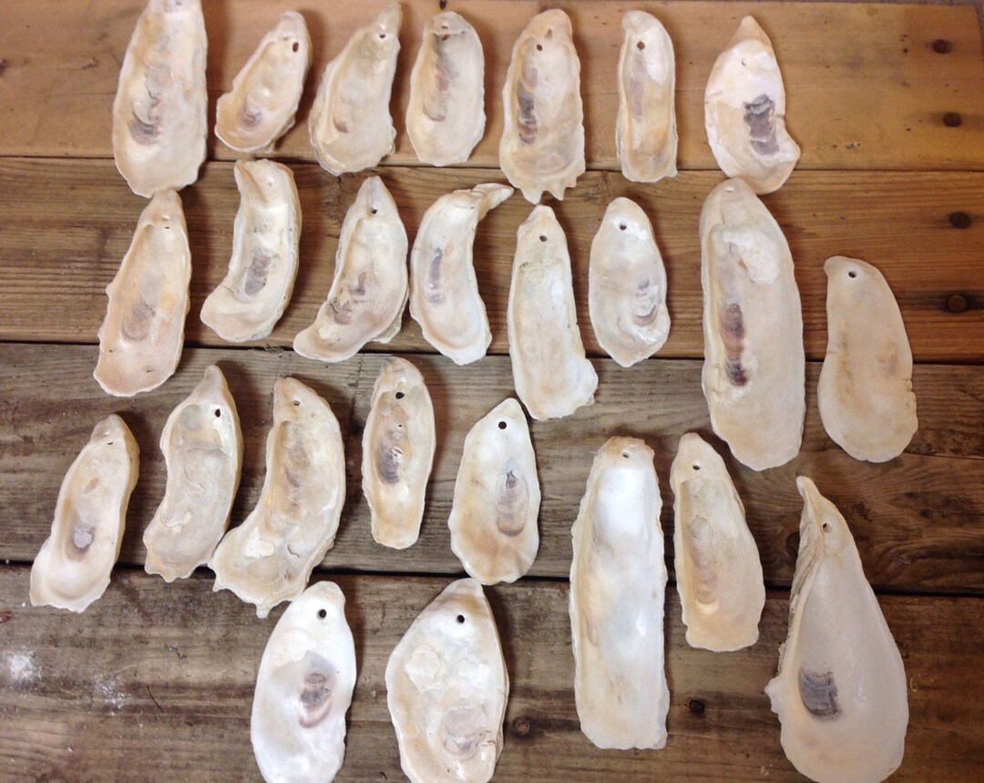 25 DRILLED Oyster Shells From the Lowcountry, Beaufort SC - Etsy