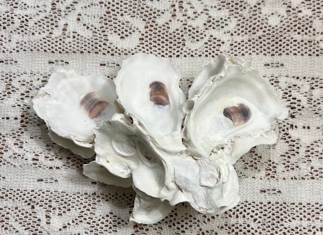Oyster Shell Cluster, Beach Decor, Beach Wedding, Nautical Theme, Home Decor, Clusters, Natural ...