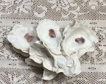 Oyster Shell Cluster, Beach Decor, Beach Wedding, Nautical Theme, Home ...