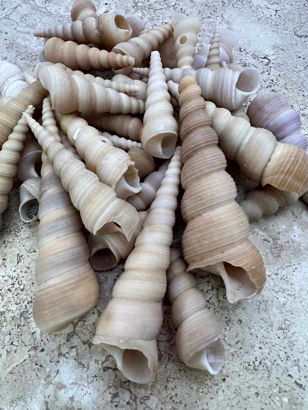 Brown Turritella Shell, Specimen Shell, Unique Shell, Unusual Sea Shell ...