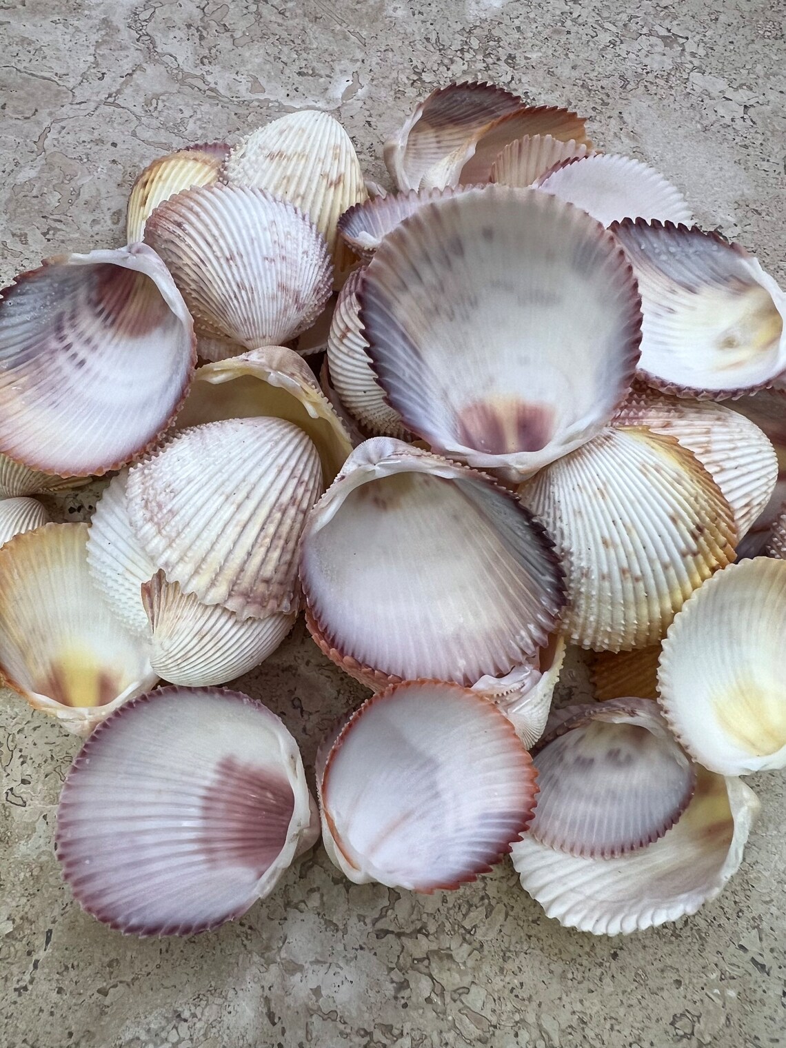 Haitian Rose Cockle Shells Strawberry Cockle Shells Craft - Etsy