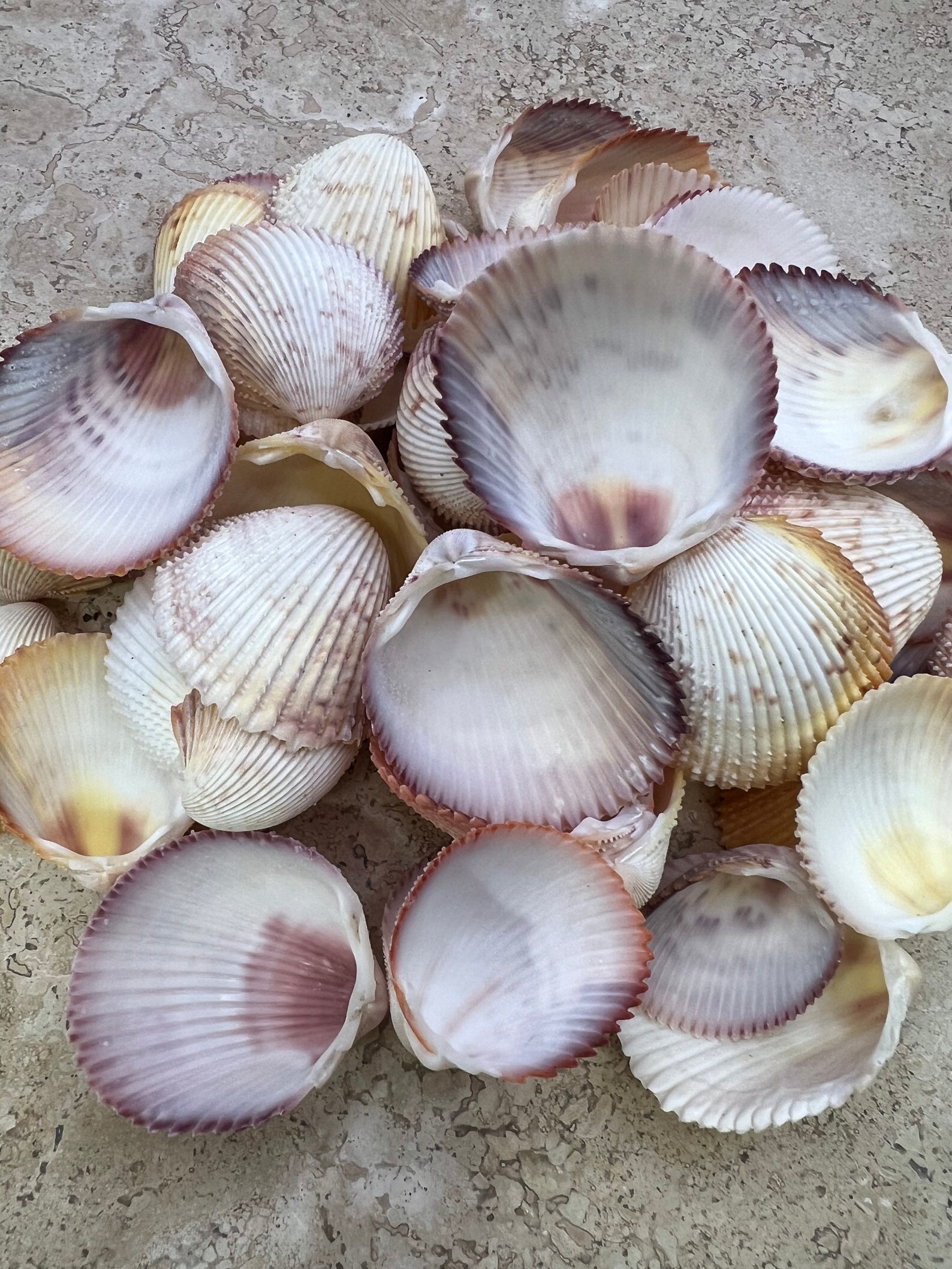 Haitian Rose Cockle Shells Strawberry Cockle Shells Craft - Etsy