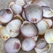 Haitian Rose Cockle Shells, Strawberry Cockle Shells, Craft Shells ...