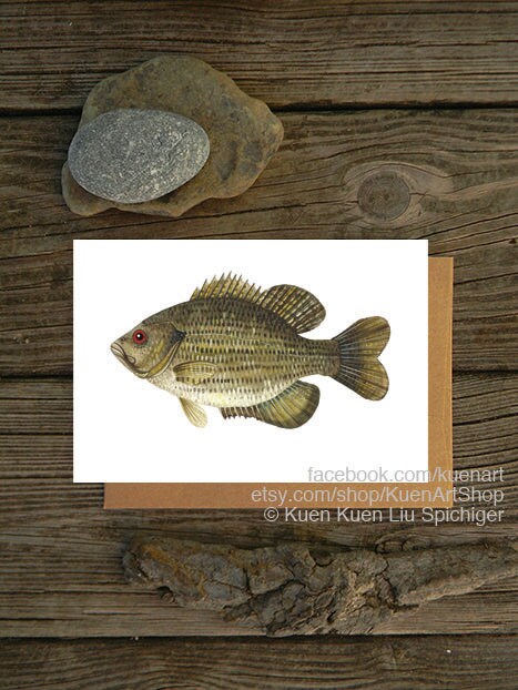 Set of 5 Cards, Freshwater Fish, River Fish, Watercolor Painting ...