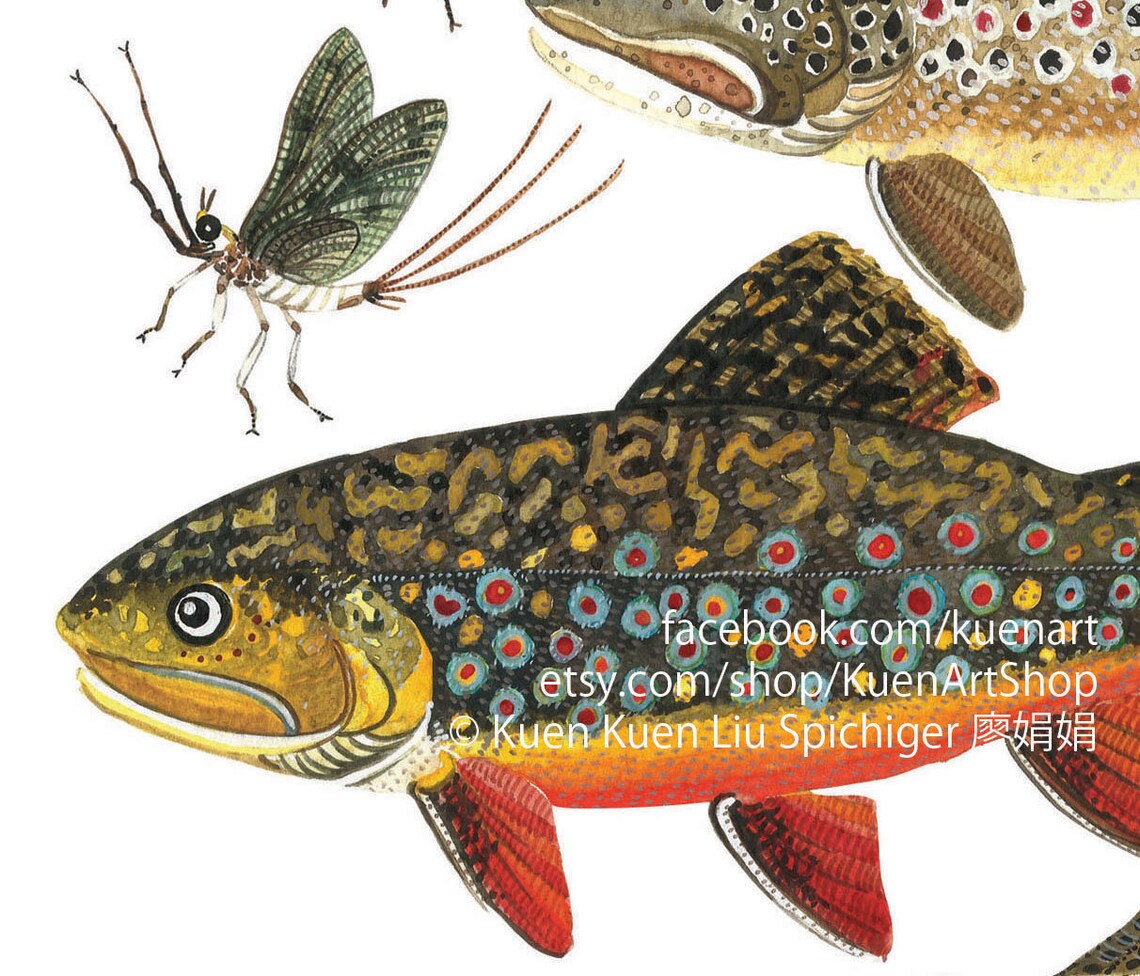 Trout & Water Bugs Art Print Fish Decor Watercolor Painting | Etsy