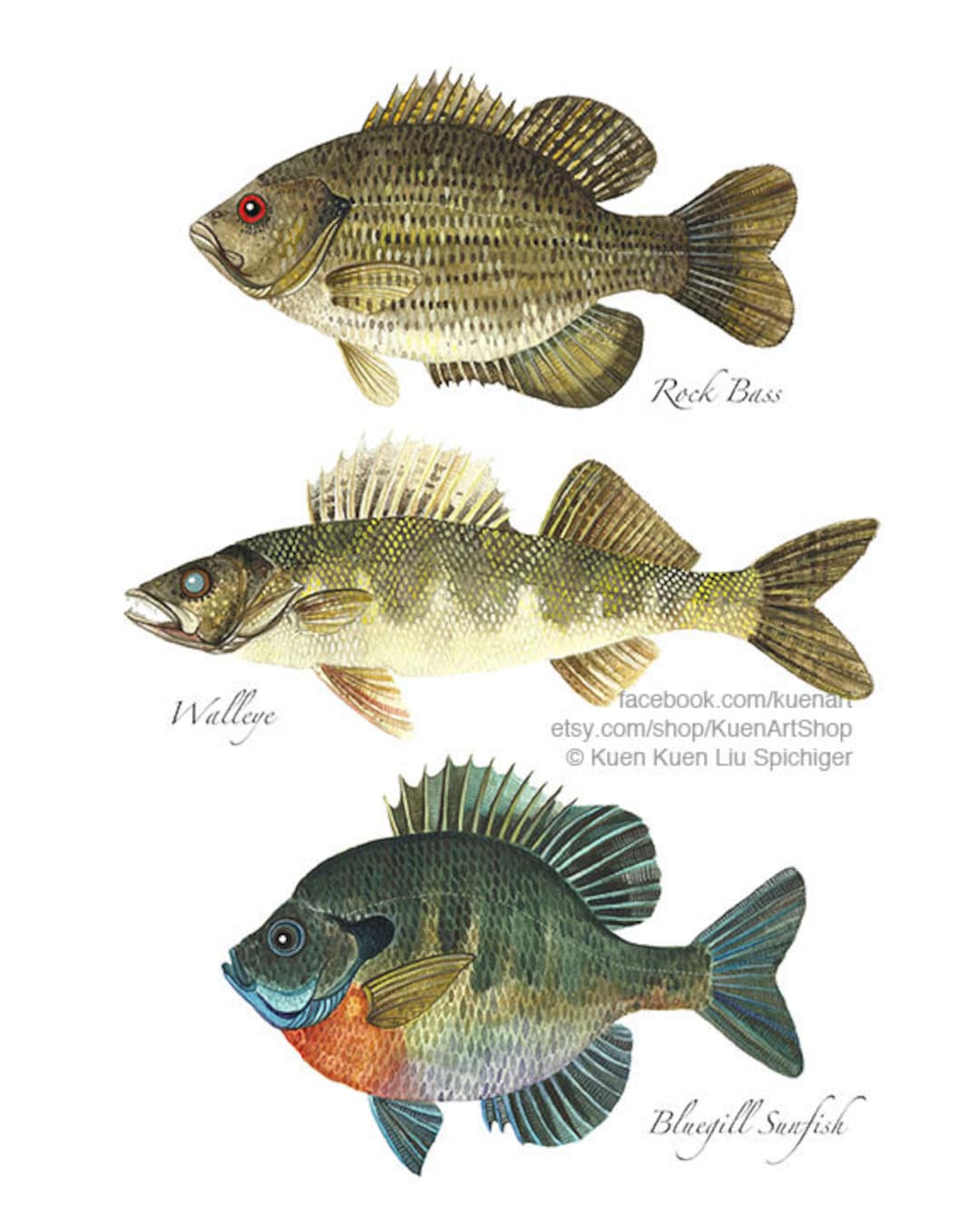 Freshwater Fish Art Print, Rock Bass, Walleye, Bluegill Sunfish - Etsy