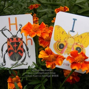 ABC Alphabug Cards, the Alphabet of Bugs Flash Cards A-Z, Insect ...