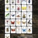 ABC Alphabug Cards, the Alphabet of Bugs Flash Cards A-Z, Insect ...