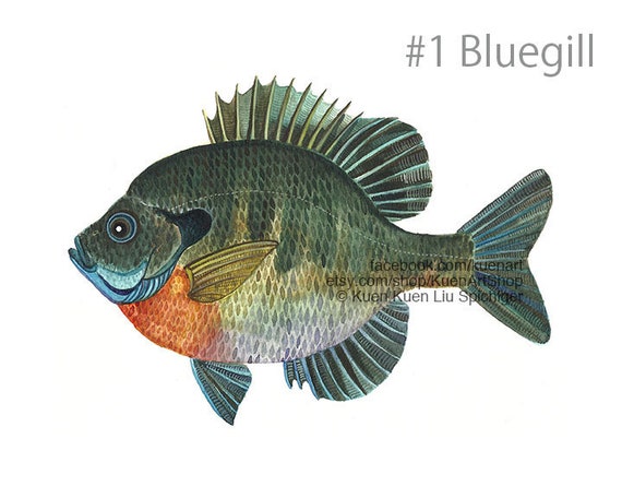 Bluegill Gigante