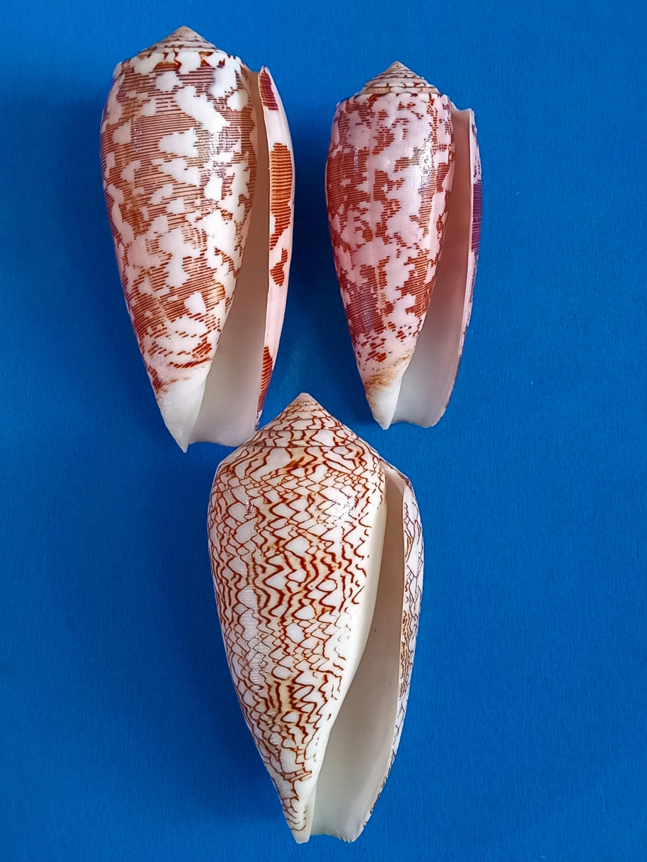 Sea Shells Cones 3pcs, 82mm 99mm, F, Nice Pattern, Awesome - Etsy