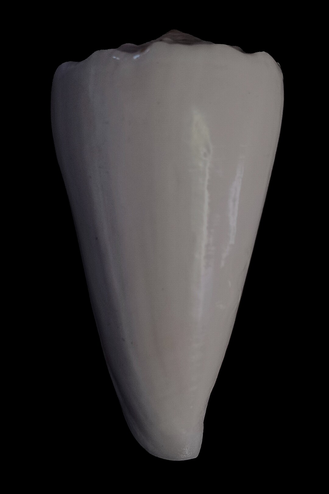 Sea Shell Conus Nicobaricus 74mm, Gem, Big Size RARE Albino Body ...