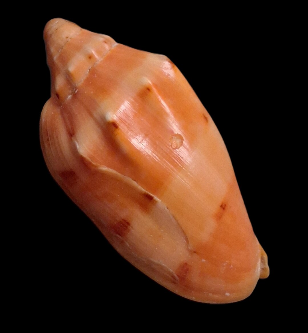 Cymbiola Malayensis Sea Shell 107mm, F++, Nice Colored Body ...