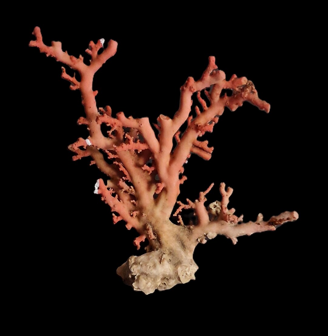 Marine Red Coral 77mm, Nice Form Colored Body, Exceptional - Etsy