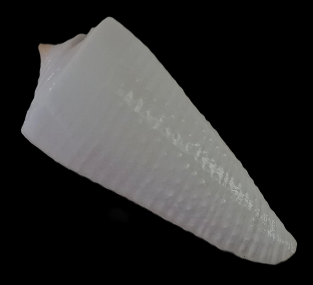 Sea Shell Conus Tribblei 60mm, F/gem, Stunning White Body, RARE ...