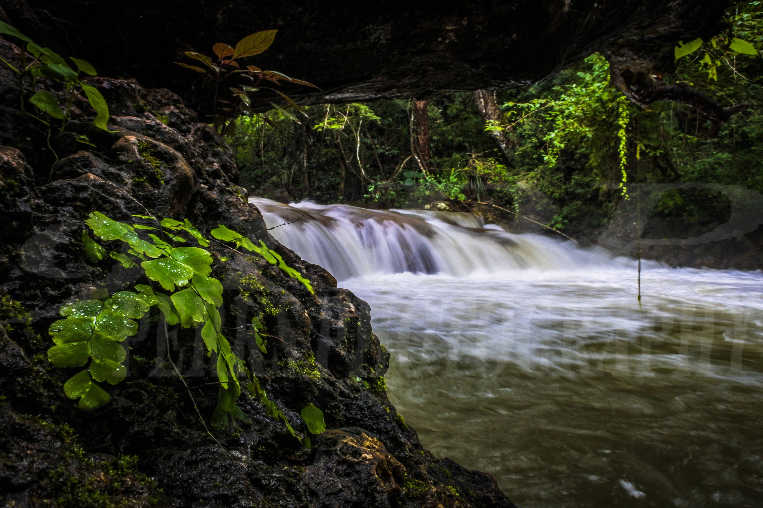 Jungle River Oaxaca Mexico photograph | Etsy
