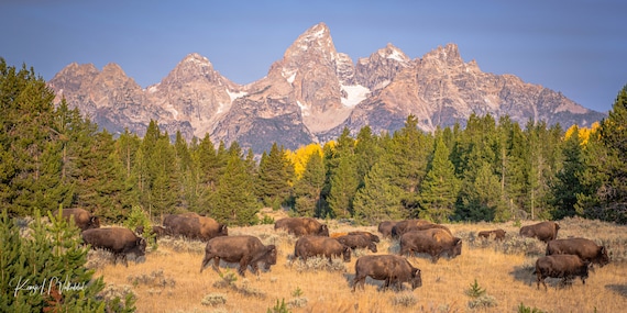 Bison in Grand Teton National Park Wyoming PANO Photograph | Etsy