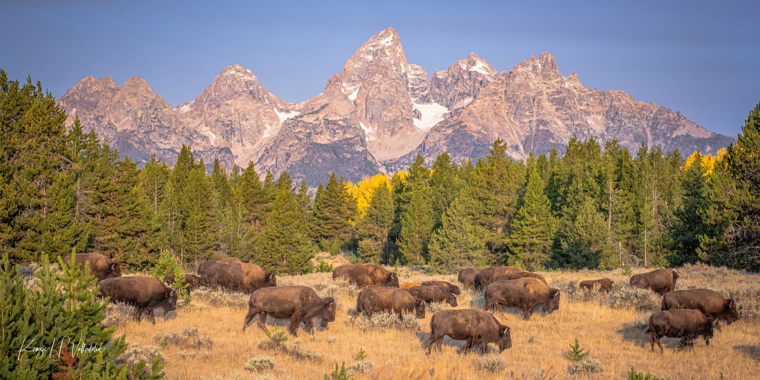 Bison in Grand Teton National Park, Wyoming PANO Photograph | Print ...