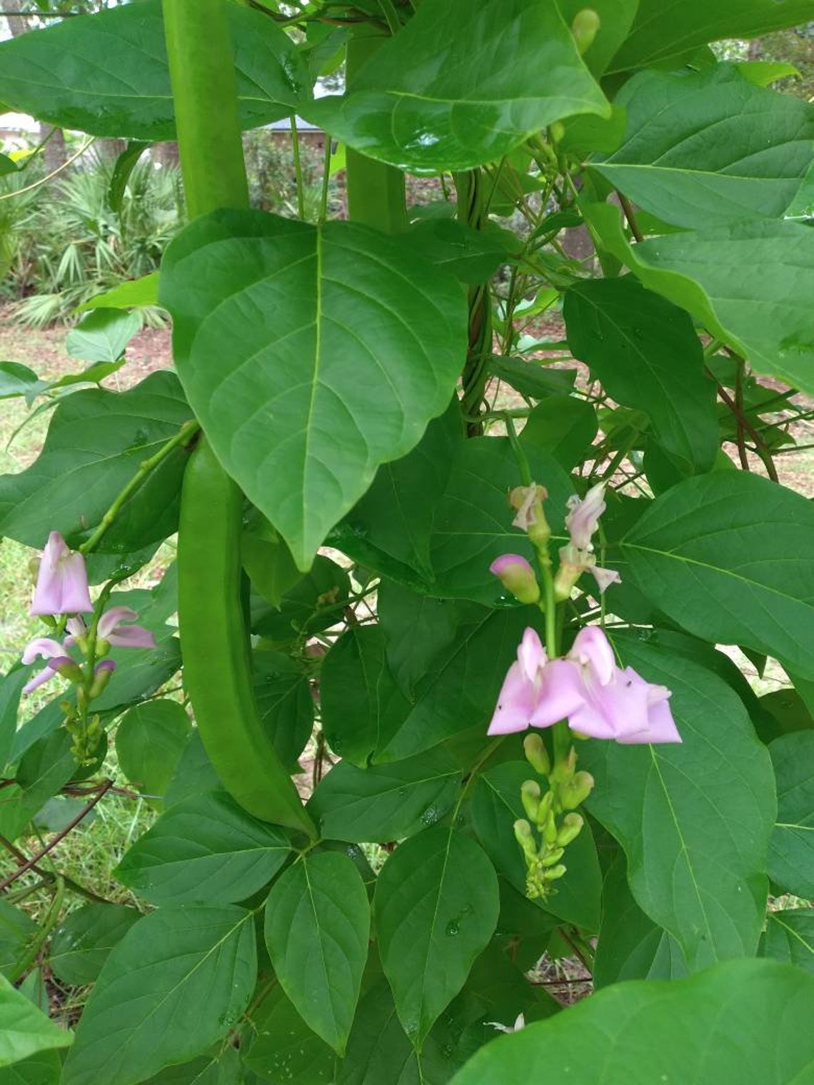Giant Sword Beans Canavalia Gladiata - Etsy