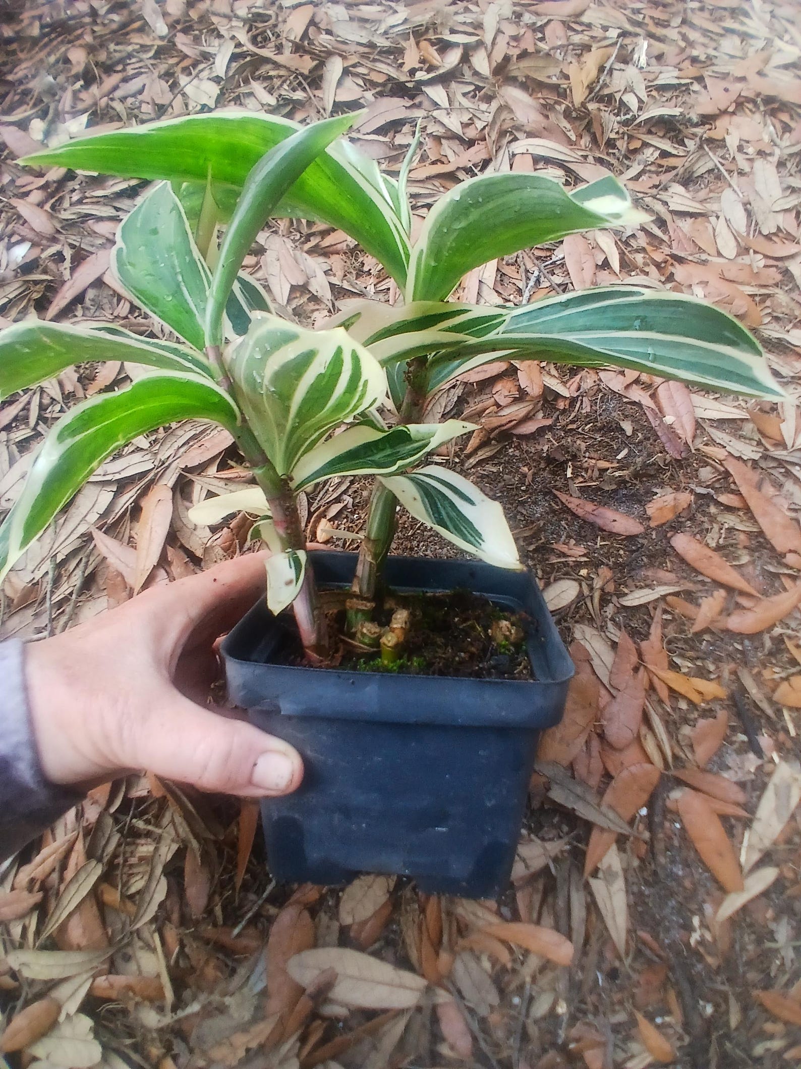 Variegated Spiral Ginger - Costus Arabicus Variegatus - Etsy