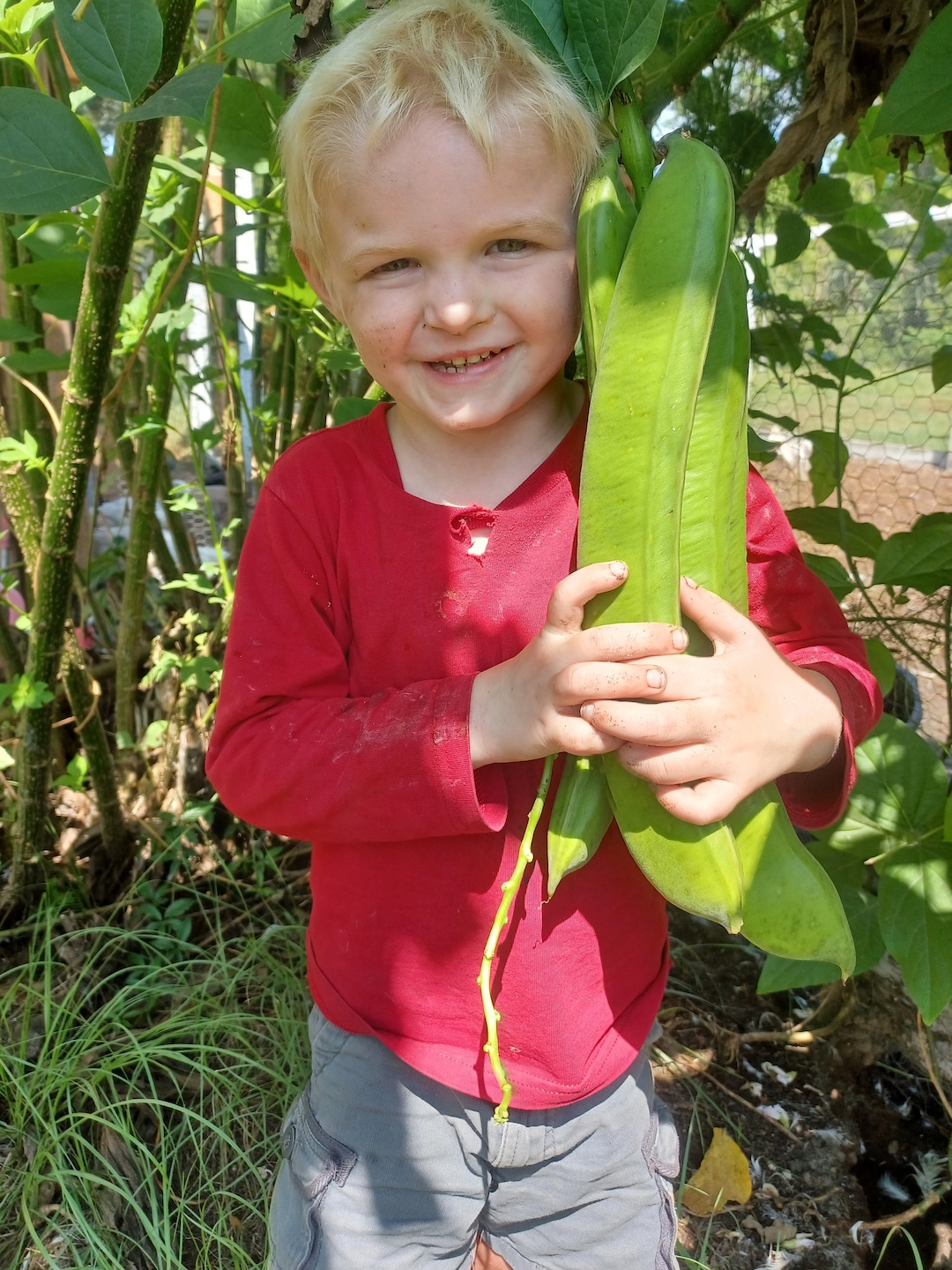 Giant Sword Beans Canavalia Gladiata - Etsy