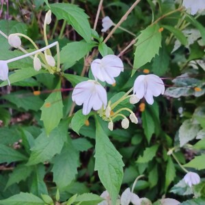 Musical Note Clerodendrum - Etsy