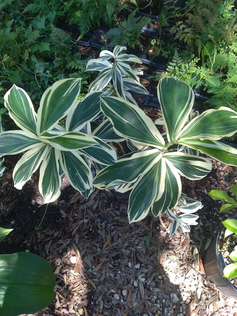Variegated Spiral Ginger - Costus Arabicus Variegatus - Etsy