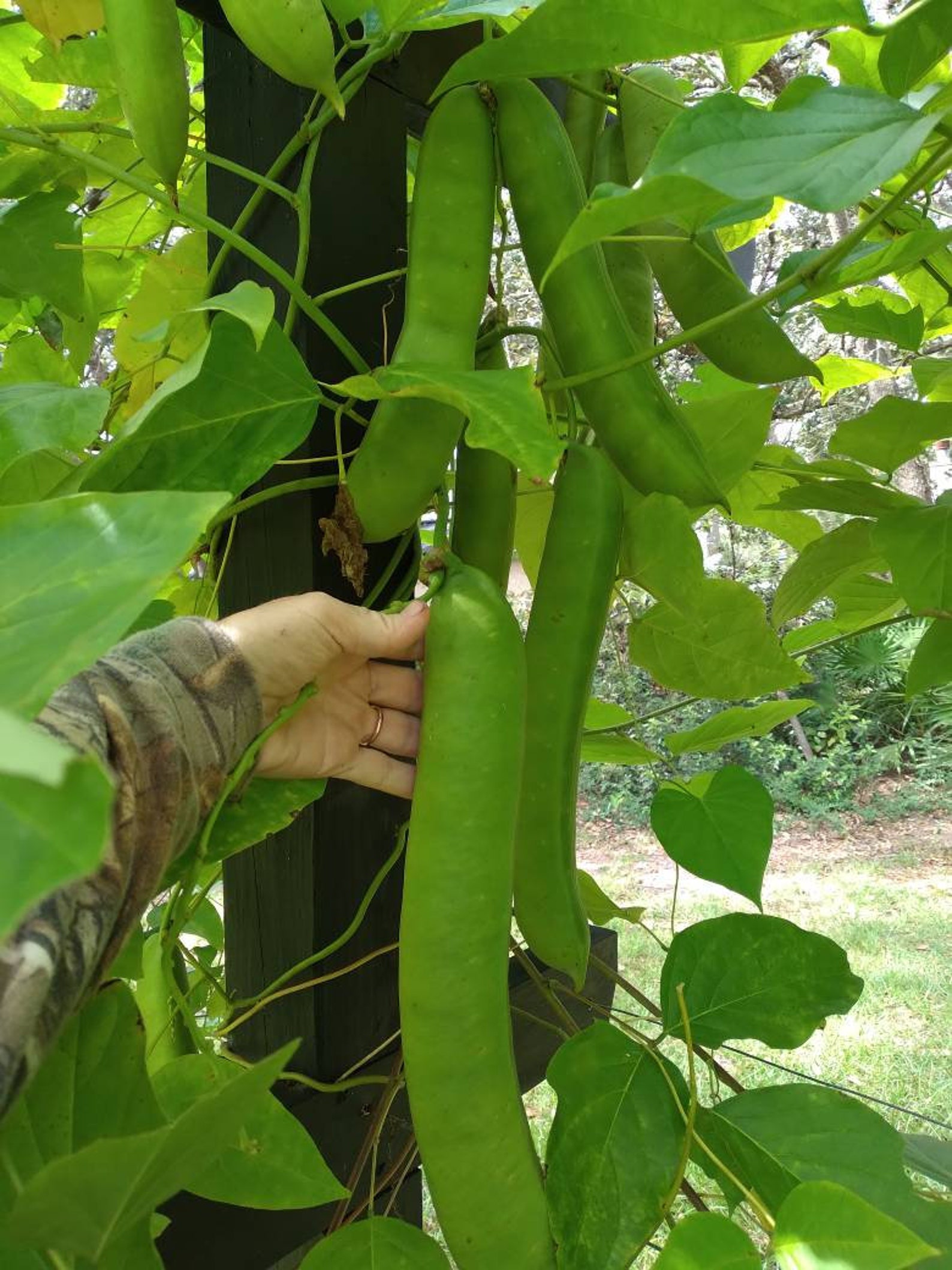 Giant Sword Beans Canavalia Gladiata - Etsy