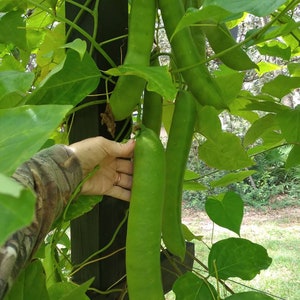 Giant Sword Beans Canavalia Gladiata - Etsy