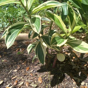Variegated Spiral Ginger - Costus Arabicus Variegatus - Etsy