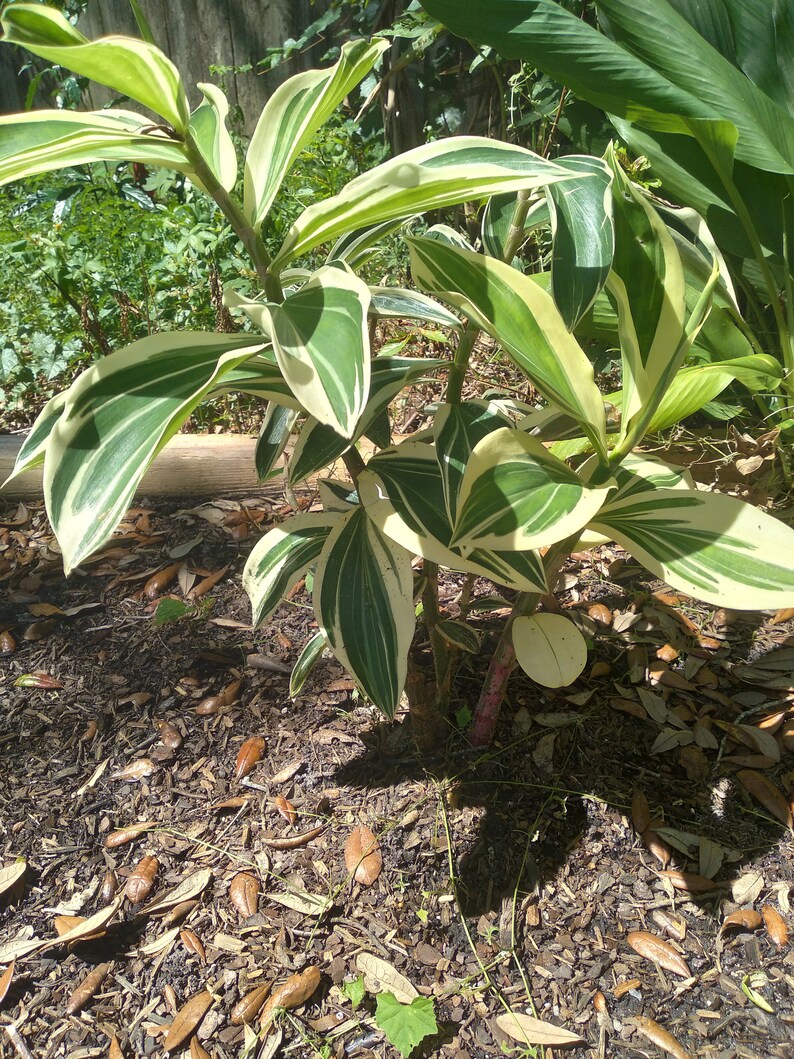 Variegated Spiral Ginger - Costus Arabicus Variegatus - Etsy