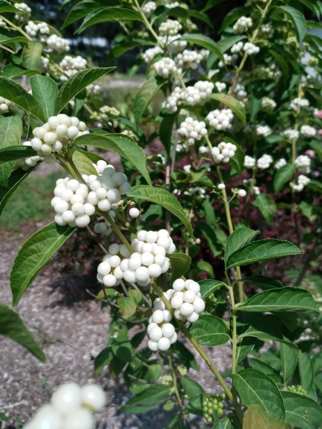 White Beauty Berry Callicarpa - Etsy
