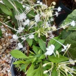 Musical Note Clerodendrum - Etsy