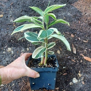 Variegated Spiral Ginger Costus Arabicus Variegatus - Etsy