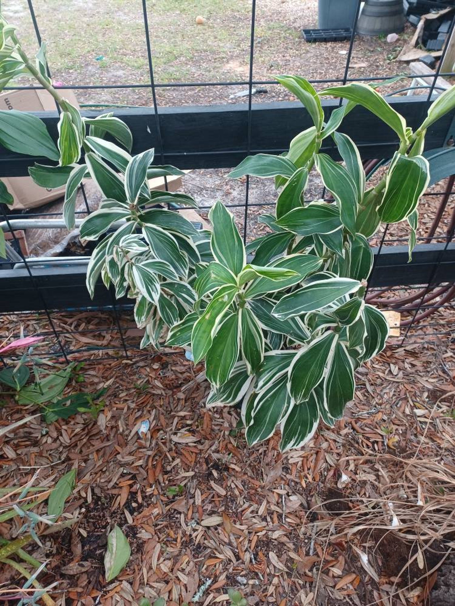 Variegated Spiral Ginger - Costus Arabicus Variegatus - Etsy