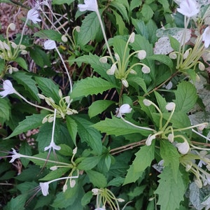 Musical Note Clerodendrum - Etsy