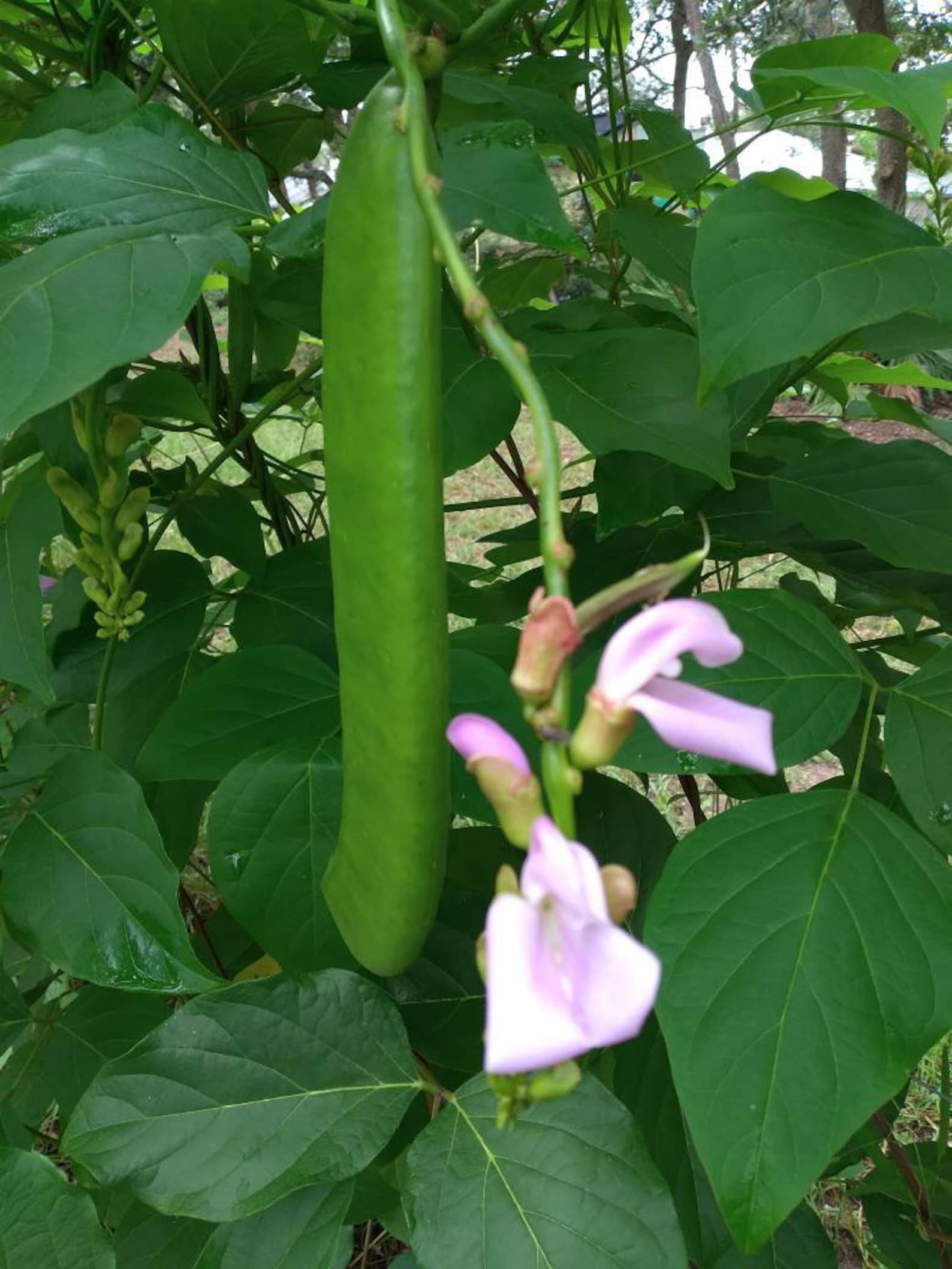 Giant Sword Beans Canavalia Gladiata - Etsy